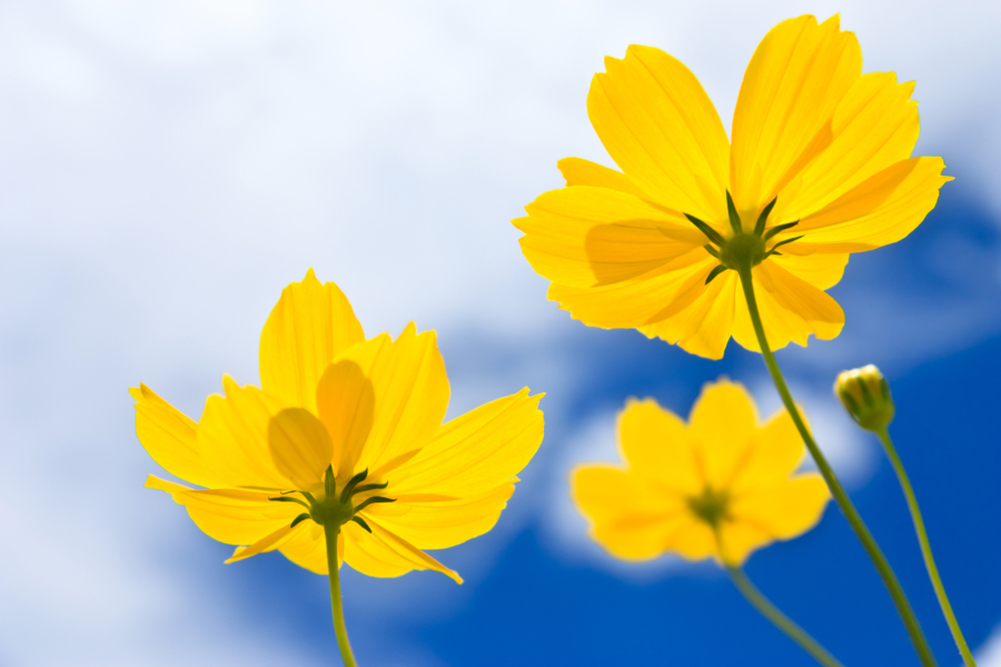 Fake Debt Collectors Exist--Here's How to Handle Them | Amplify CU