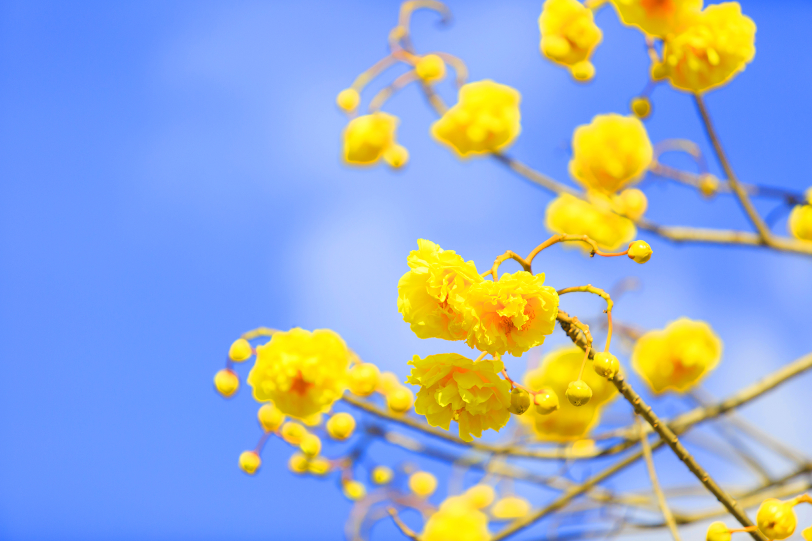 How to Use a CD Ladder - Amplify